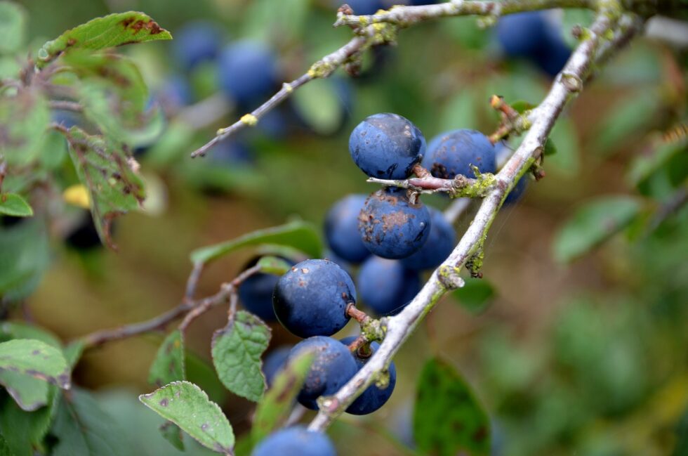 PRUNELLIER, PRUNUS SPINOSA - La Haie Sauvageonne